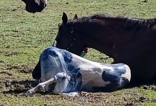 Foaling 1, 2, 3 | Smart Foal