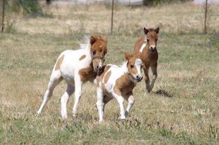 Buy Smart Foal, the Best Foal Alarm and App for Sale | Smart Foal