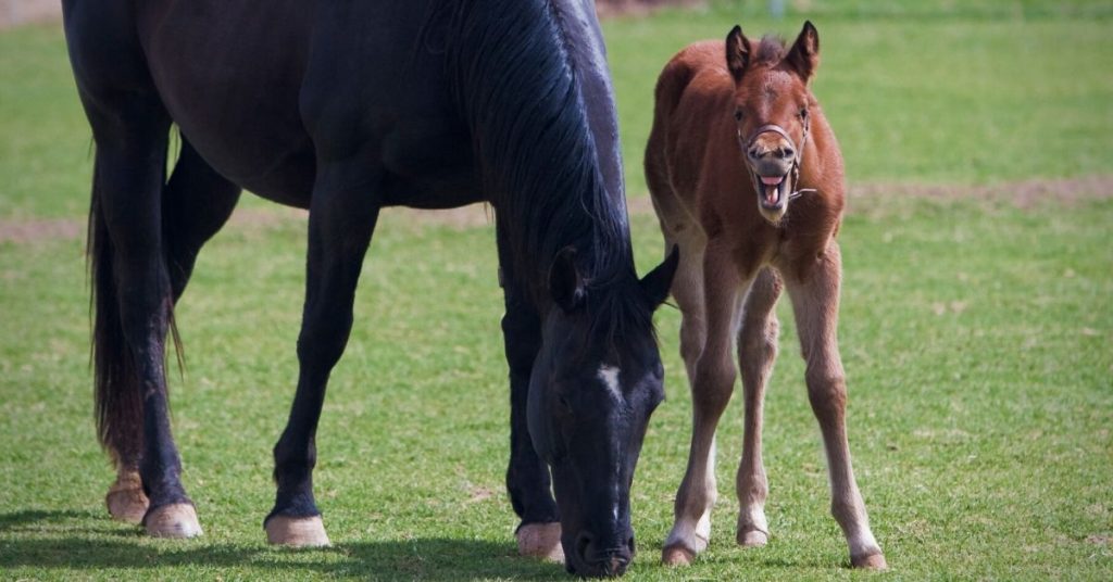 Buy a Foaling App for Sale to Monitor Maternal Behaviour Remotely ...