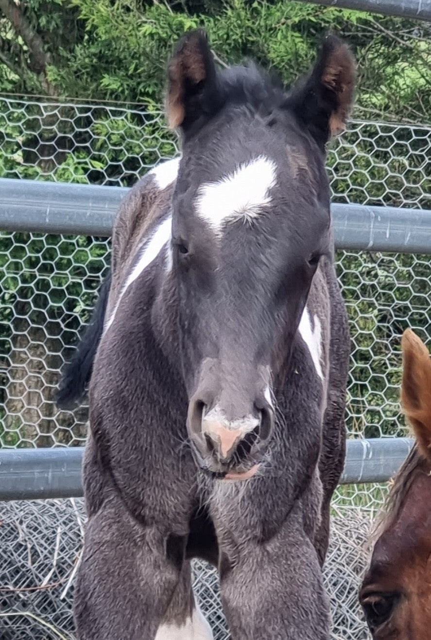 Foal development | Smart Foal
