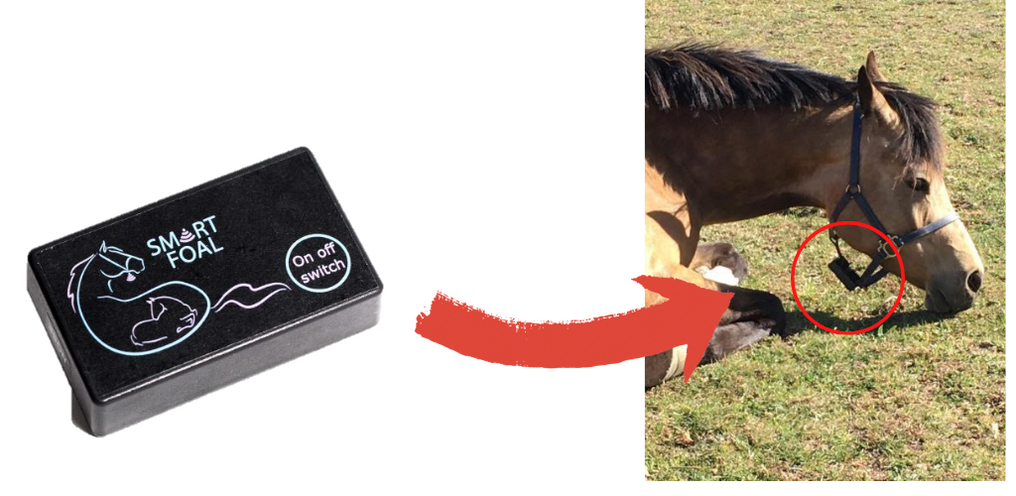 Smart Foal | Smart Foal Home